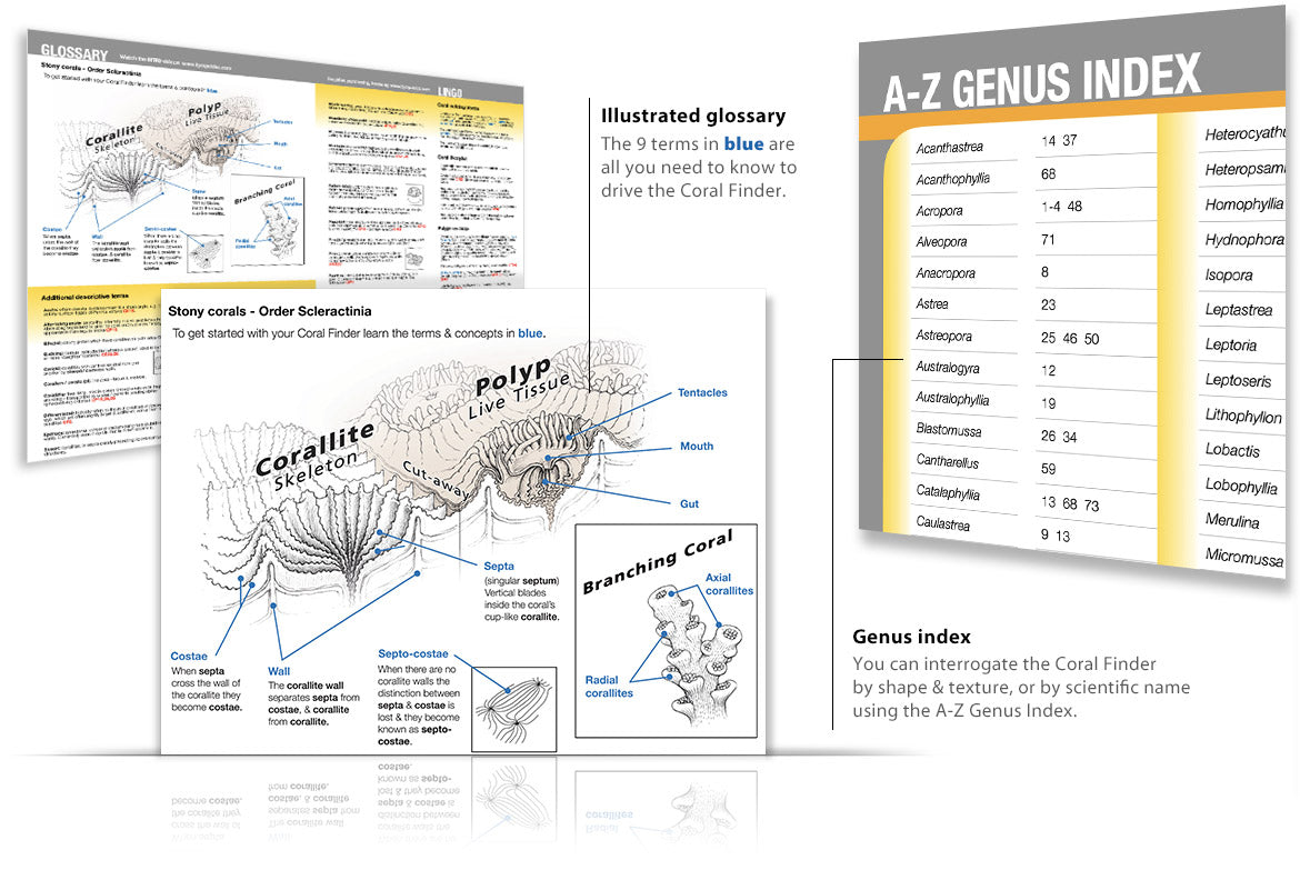 Coral Finder 2022 - BYOGUIDES