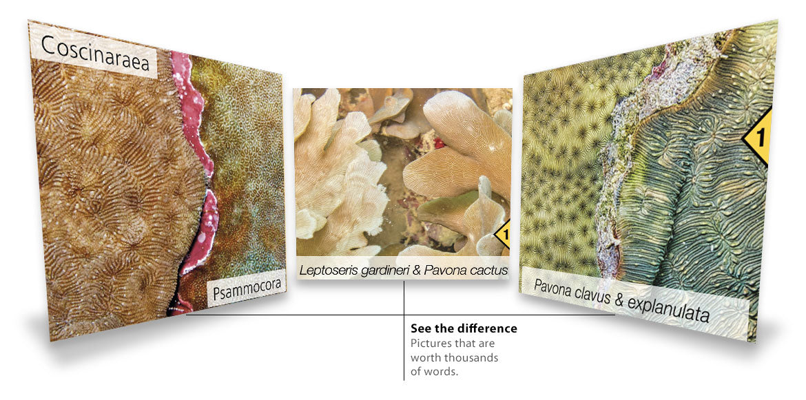 Coral Finder 2022 - BYOGUIDES