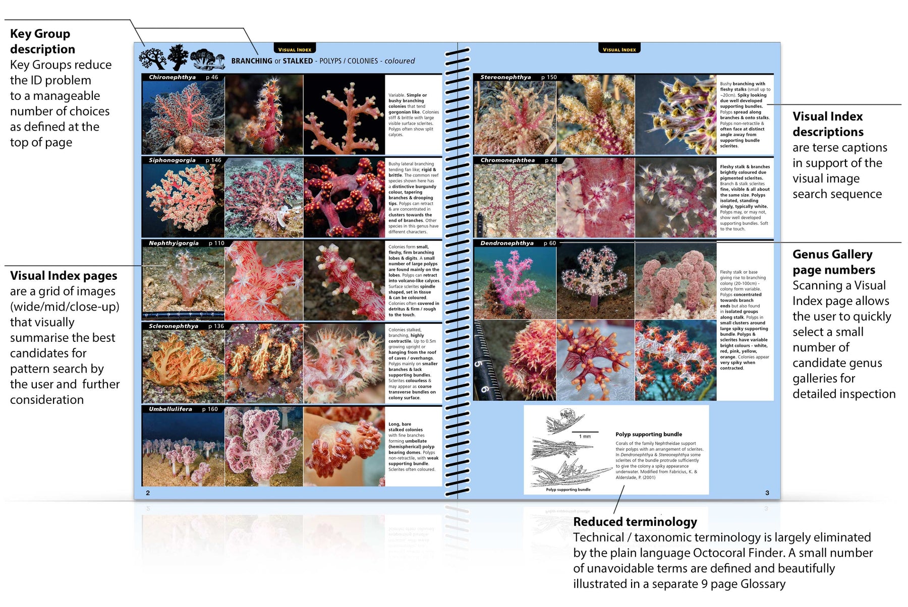 Octocoral Finder - BYOGUIDES
